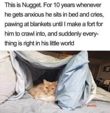 45 Funny Cat Memes For Your Weekly Dose Of Feline Funnies (July 16, 2024)