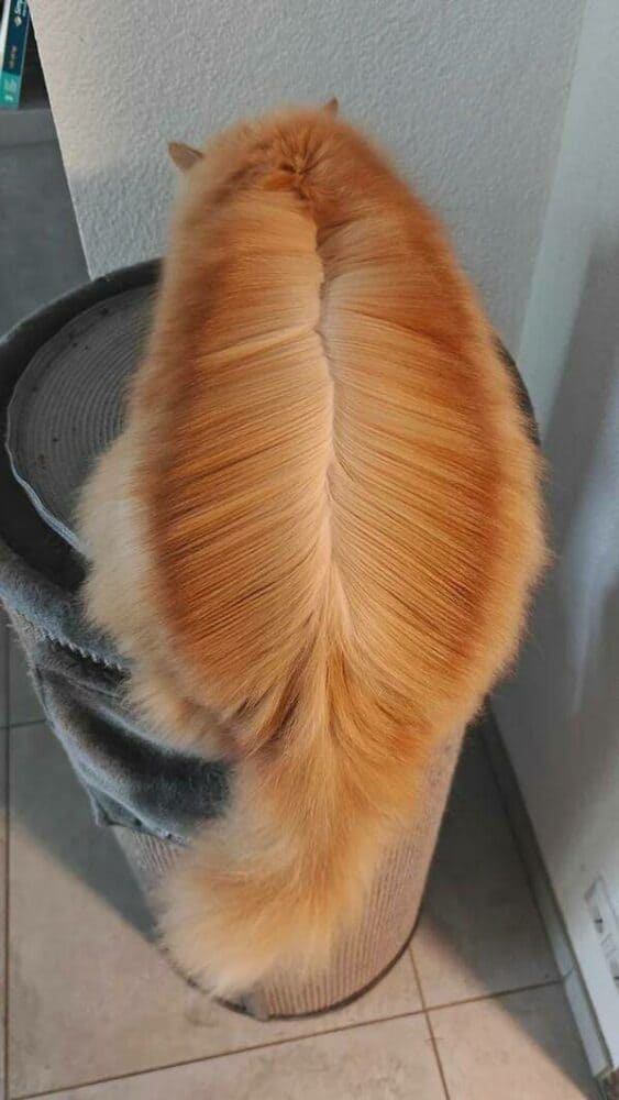 50 Funny And/Or Random Pictures For Your Daily Dose Of Randomness (July ...