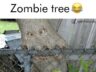 36 Zombie Apocalypse Memes For Survivors Who Know To Go For The Head