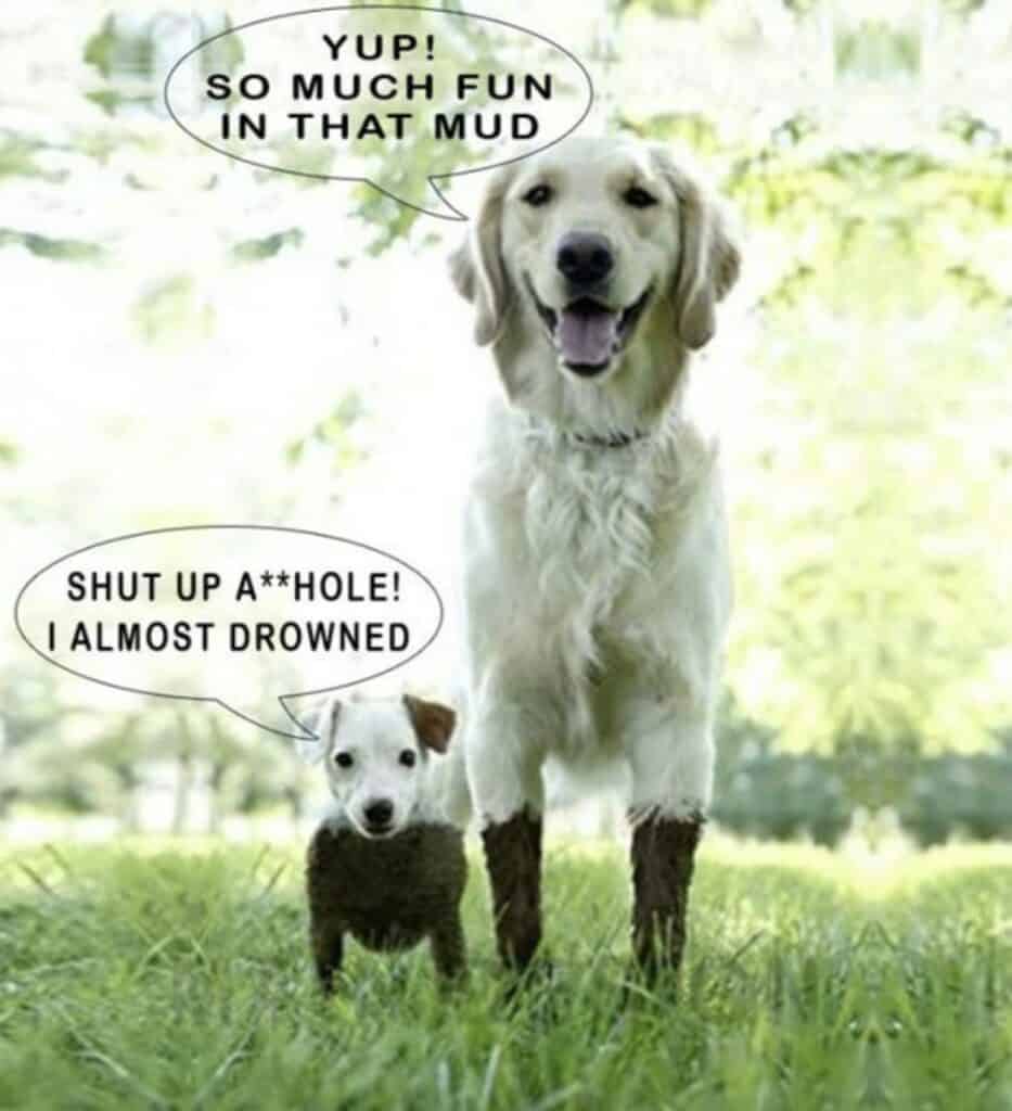 34 Short People Memes For Our Height Challenged Friends Way Down There