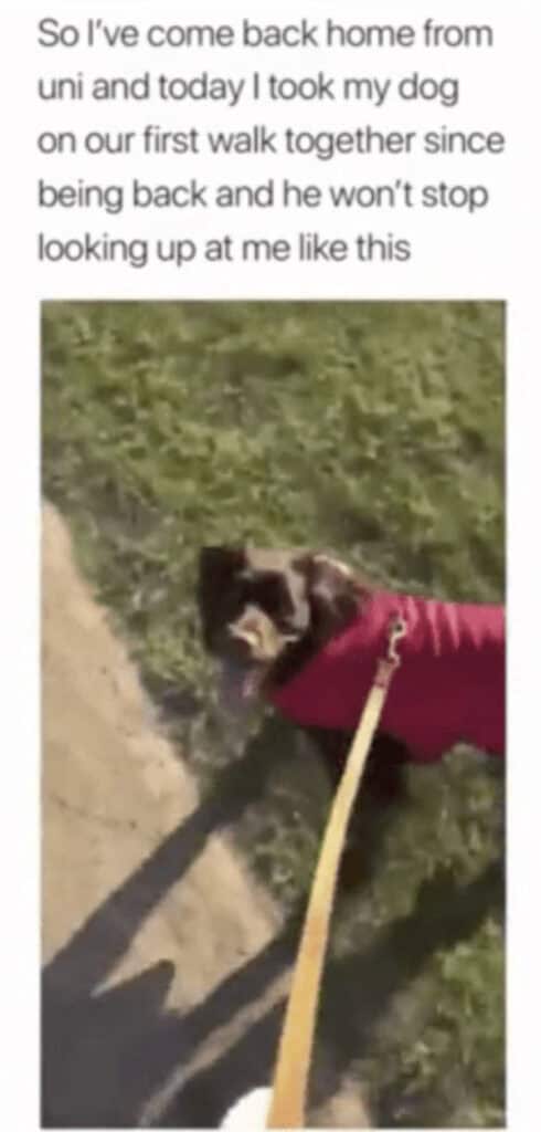 50 Wholesome Memes And Heartwarming Posts Brightening Our Week (July 19 ...