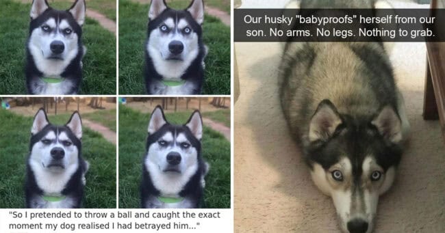 45 Funny Husky Memes That'll Awoo Their Way Into Your Heart