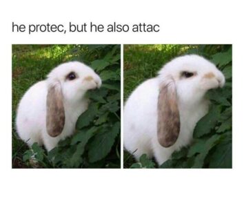 45+ Wildly Funny Animal Memes That Prove Animals Are Just Like Us ...