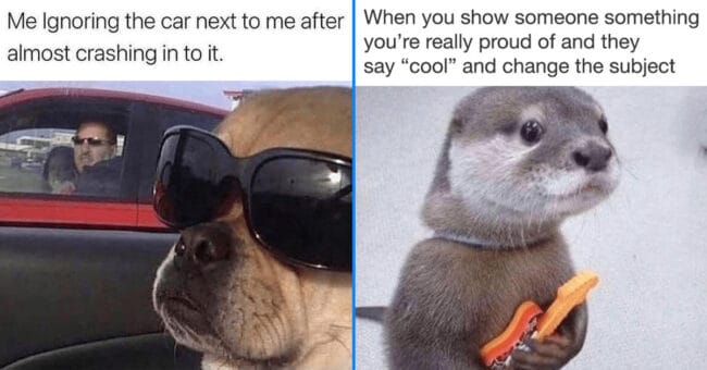 45+ Wildly Funny Animal Memes That Prove Animals Are Just Like Us ...
