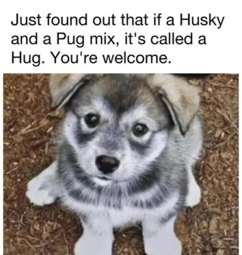 40 Wholesomely Funny Animal Memes That Made Us Smile This Week (August ...