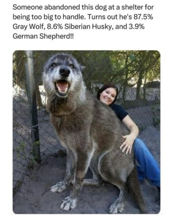 40 Wholesomely Funny Animal Memes That Made Us Smile This Week (August ...