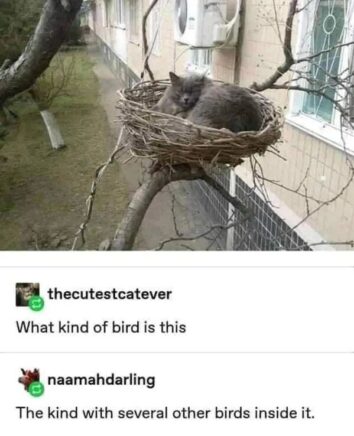 40 Wholesomely Funny Animal Memes That Made Us Smile This Week (August ...