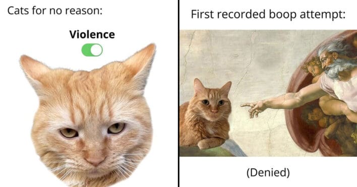 40 Funny Cat Memes For Your Weekly Dose Of Feline Funnies (August 13, 2024)