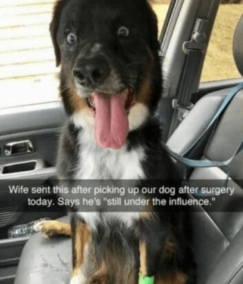 50 Funny Dog Memes That Will Have You Howling With Laughter This Week