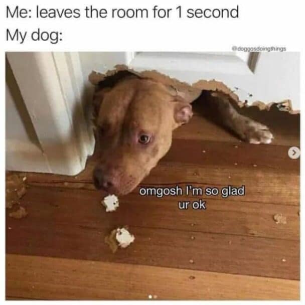 45 Funny Dog Memes That Will Have You Laughing All Week (August 26, 2024)