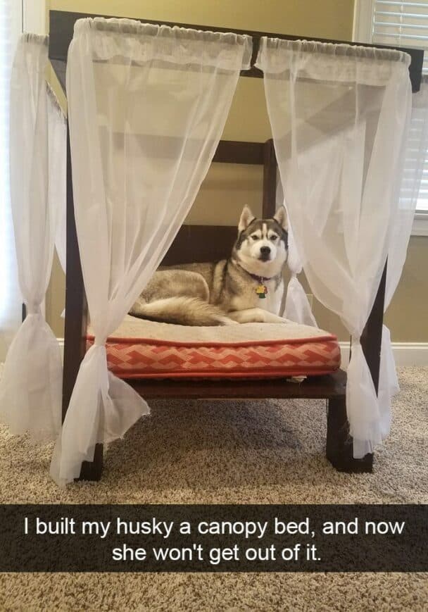 45 Funny Husky Memes That'll Awoo Their Way Into Your Heart