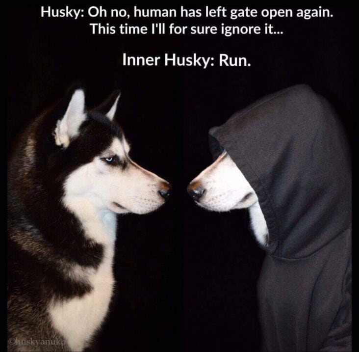 45 Funny Husky Memes That'll Awoo Their Way Into Your Heart