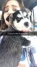 45 Funny Husky Memes That'll Awoo Their Way Into Your Heart