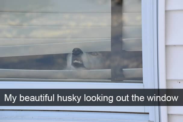 45 Funny Husky Memes That'll Awoo Their Way Into Your Heart