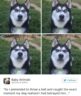 45 Funny Husky Memes That'll Awoo Their Way Into Your Heart