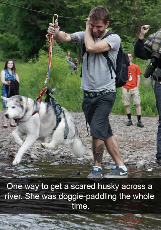 45 Funny Husky Memes That'll Awoo Their Way Into Your Heart