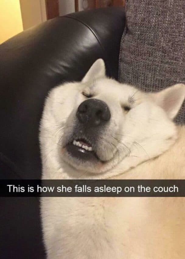 45 Funny Husky Memes That'll Awoo Their Way Into Your Heart