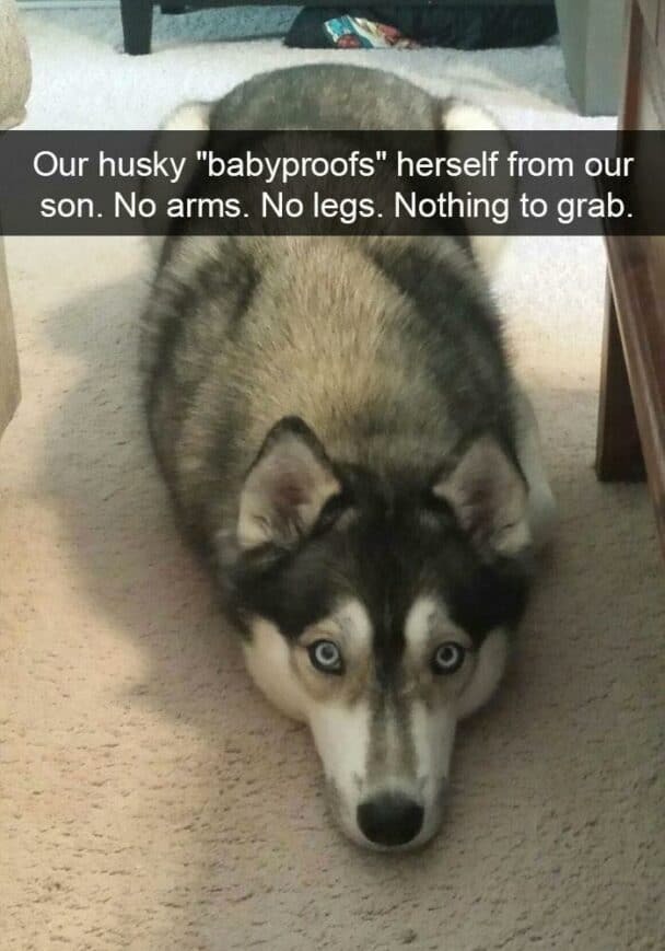 45 Funny Husky Memes That'll Awoo Their Way Into Your Heart