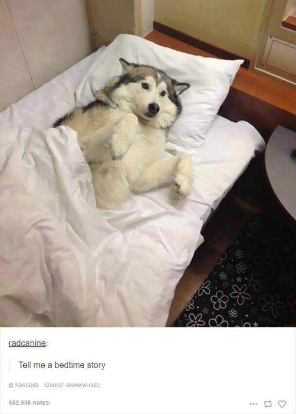 45 Funny Husky Memes That'll Awoo Their Way Into Your Heart