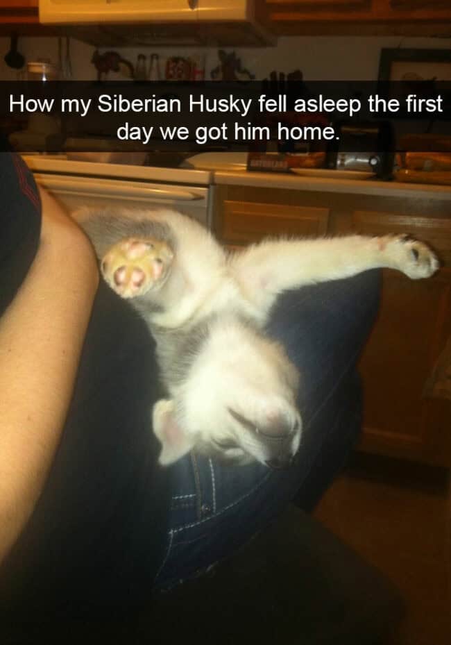 45 Funny Husky Memes That'll Awoo Their Way Into Your Heart