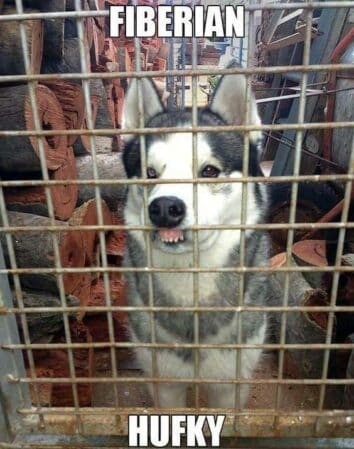 45 Funny Husky Memes That'll Awoo Their Way Into Your Heart