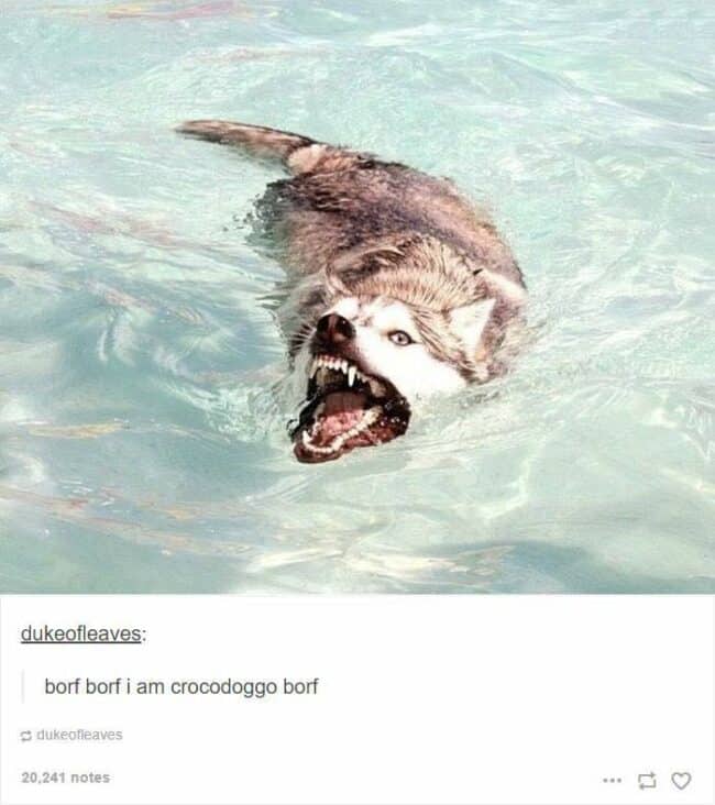 45 Funny Husky Memes That'll Awoo Their Way Into Your Heart