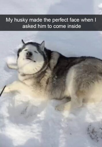 45 Funny Husky Memes That'll Awoo Their Way Into Your Heart
