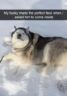 45 Funny Husky Memes That'll Awoo Their Way Into Your Heart