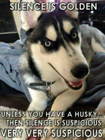 45 Funny Husky Memes That'll Awoo Their Way Into Your Heart