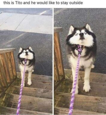 45 Funny Husky Memes That'll Awoo Their Way Into Your Heart