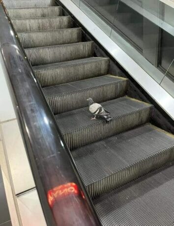 45 Funny Pictures From The Weirdest Part Of The Internet