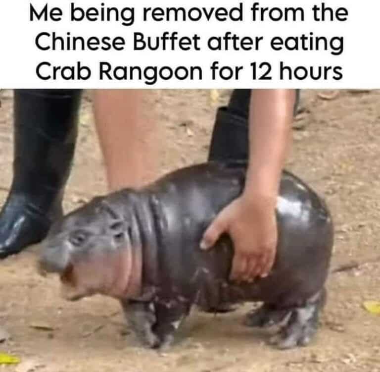 A Glorious Gaggle Of Giggle Worthy Memes