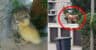 45 Funny And Wholesome Photos From "Animals In Random Places"