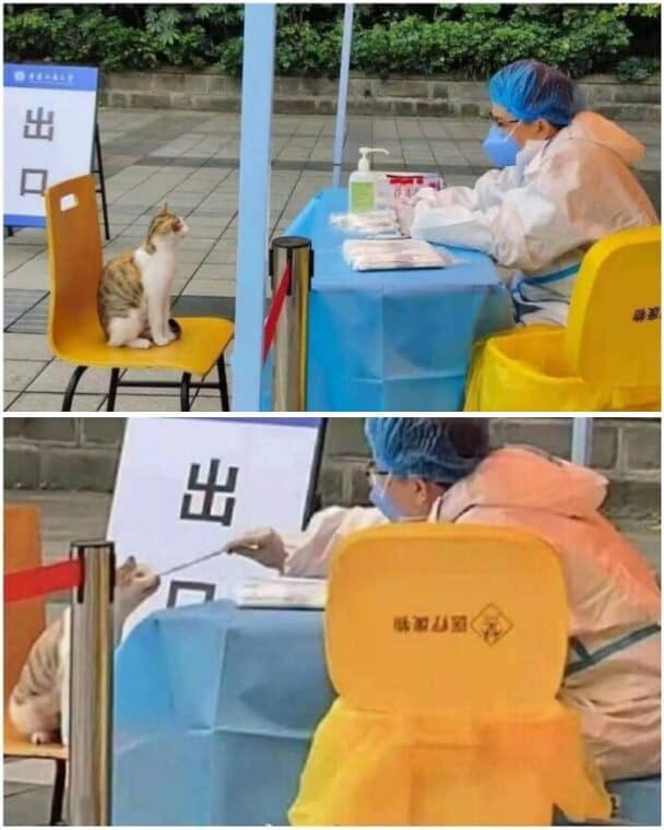 45 Funny And Wholesome Photos From "Animals In Random Places"