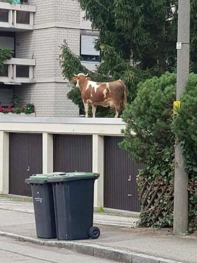 45 Funny And Wholesome Photos From "Animals In Random Places"