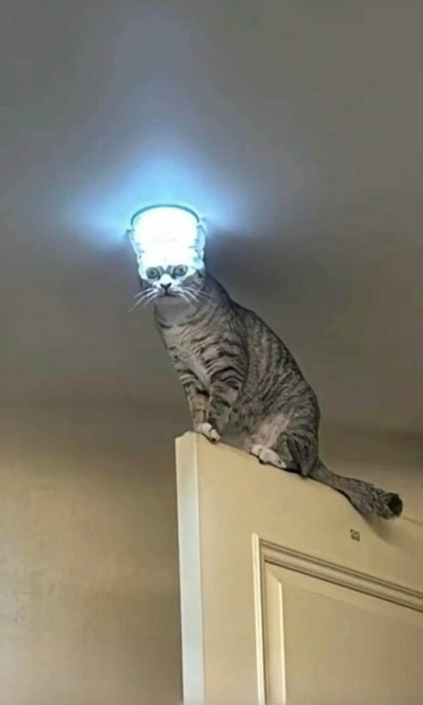 45 Funny And Wholesome Photos From "Animals In Random Places"