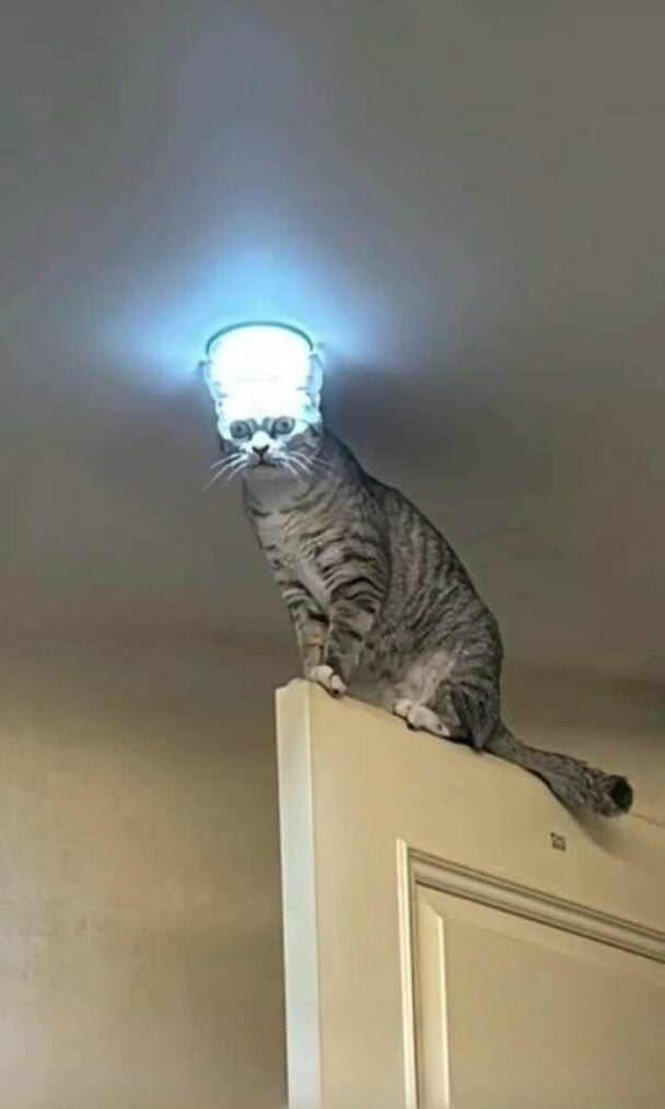 45 Funny And Wholesome Photos From "Animals In Random Places"