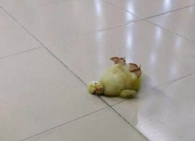 45 Funny And Wholesome Photos From "Animals In Random Places"