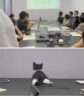 45 Funny And Wholesome Photos From "Animals In Random Places"