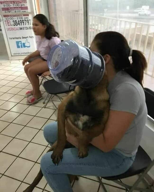 45 Funny And Wholesome Photos From "Animals In Random Places"
