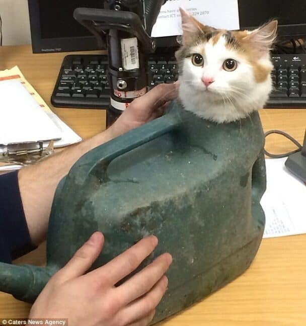 40 Funny Cat Pictures That Will Pawsitively Make All Feline Friends ...