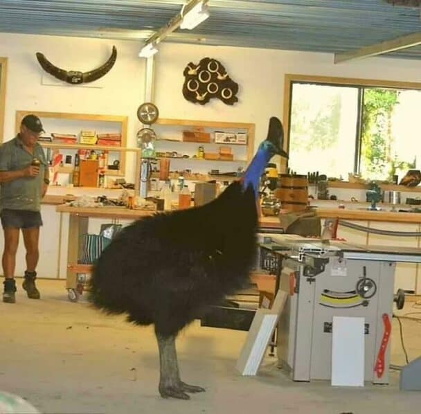 43 Very Australian Pictures Showing What An Amazing Place The Land Down ...