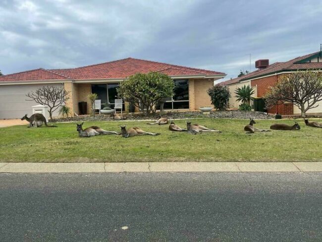 43 Very Australian Pictures Showing What An Amazing Place The Land Down ...