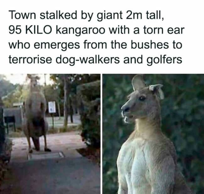 43 Very Australian Pictures Showing What An Amazing Place The Land Down ...