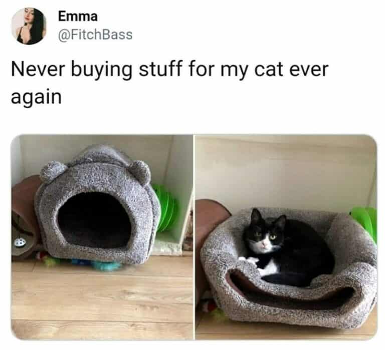 40 Funny Cat Pictures That Will Pawsitively Make All Feline Friends ...