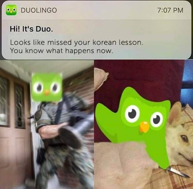 38 Funniest Duolingo Memes For Cunning Linguists Terrified Of Losing ...