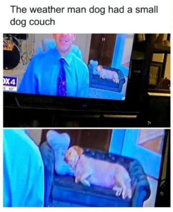 40 Funniest Animal Memes To End Your Week On A High Note (September 13 ...