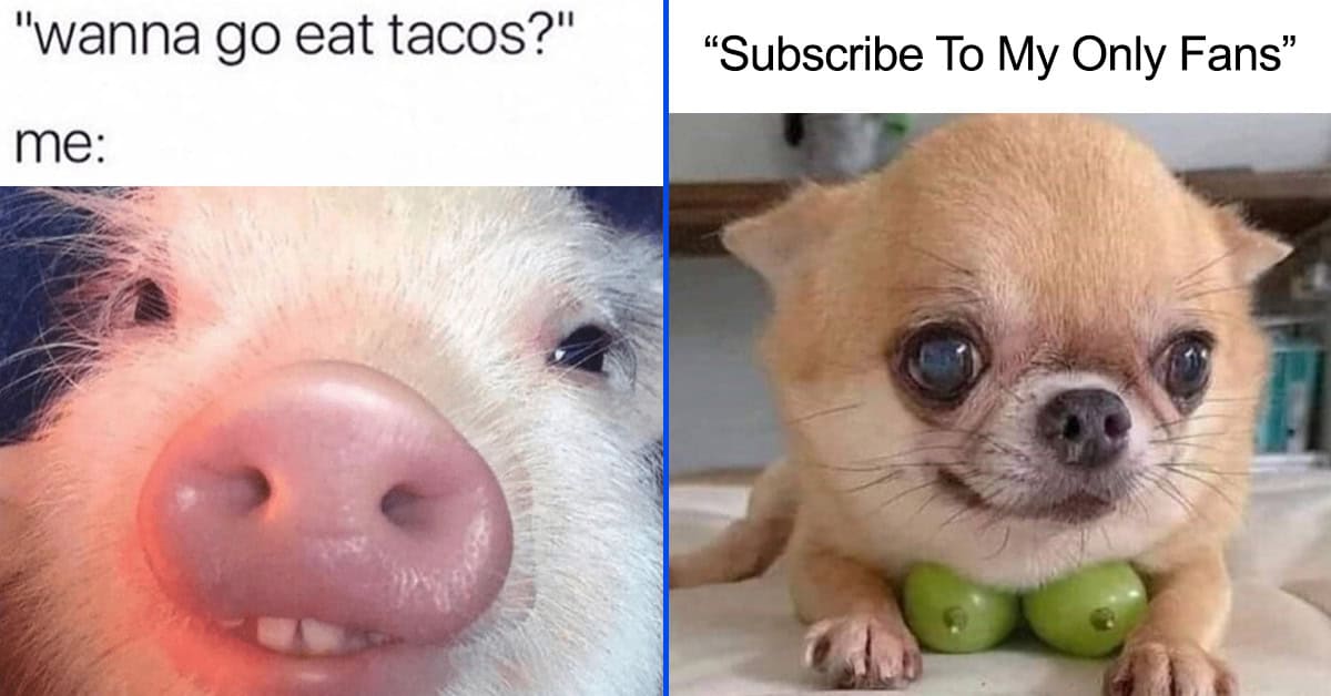 40 Funniest Animal Memes To End Your Week On A High Note September 13