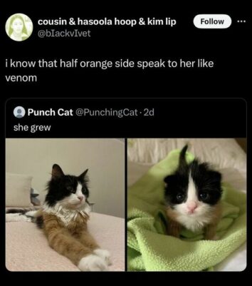 40 Funniest Animal Memes We Couldn’t Stop Laughing At This Week ...