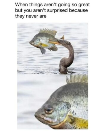 40 Funniest Animal Memes We Couldn’t Stop Laughing At This Week ...